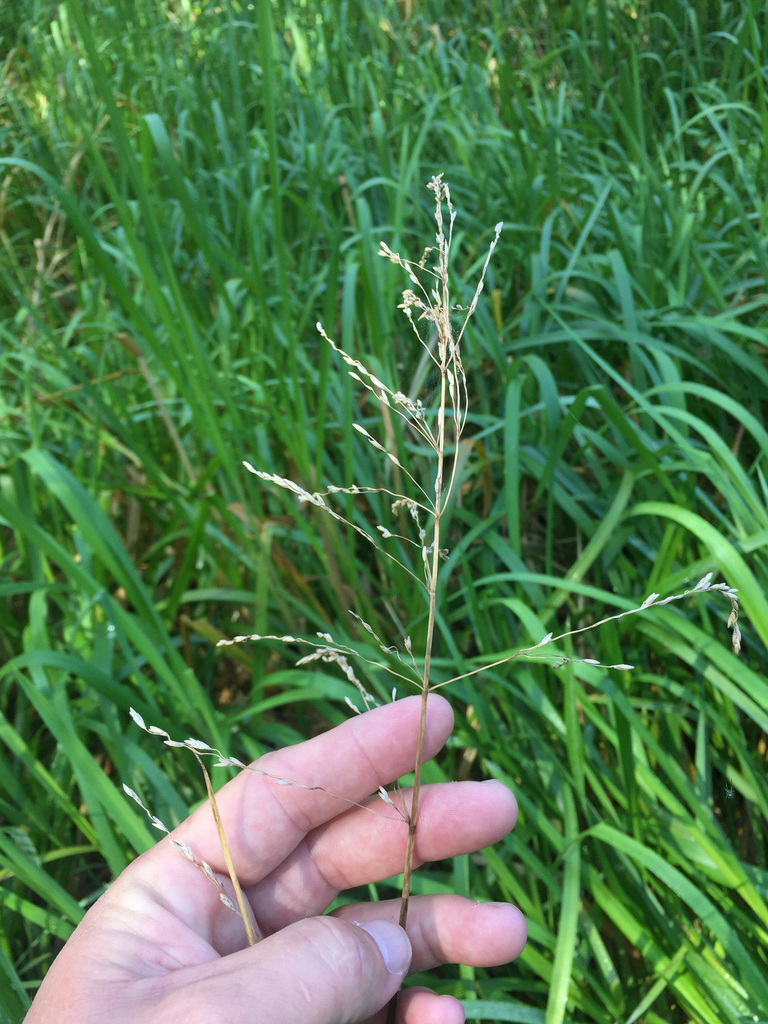 reed meadowgrass from Royal Botanical Gardens, Burlington, ON, CA on ...