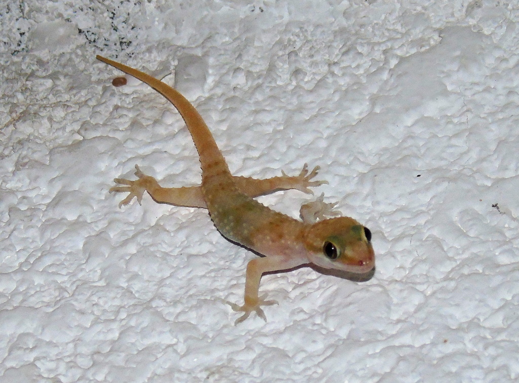 Mediterranean House Gecko from Sharm El Sheikh, Egypt on November 14 ...