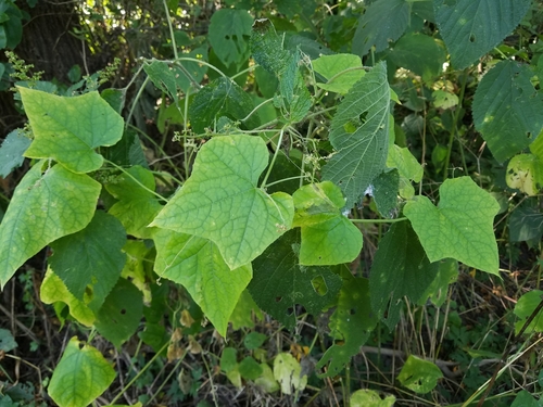 Bur-cucumber (Brandeis University - Flowering Plants: Trees, Shrubs ...
