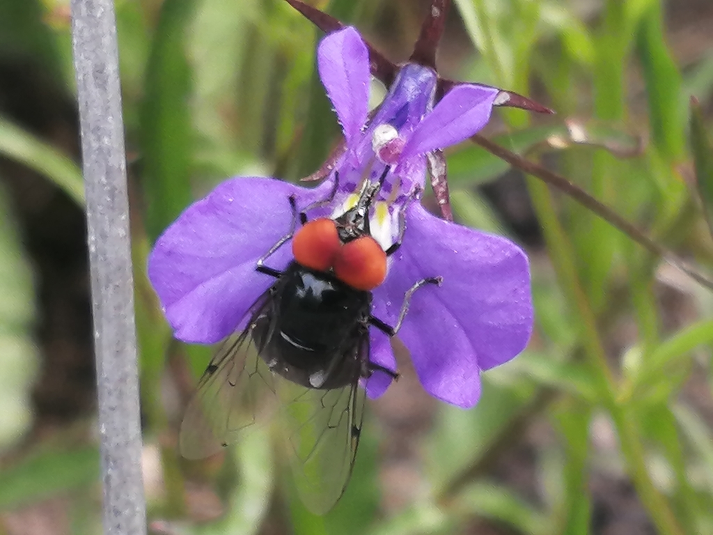 Bromeliad Flies in November 2020 by Bert · iNaturalist