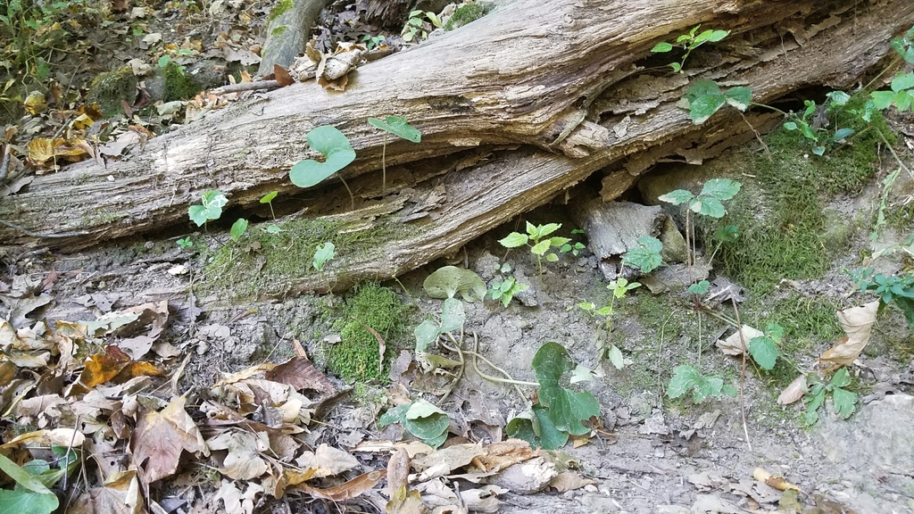 Canadian wild ginger from 1483 Old Mill Rd, Franklin Grove, IL 61031 ...