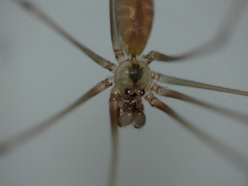 Pholcus alticeps · iNaturalist