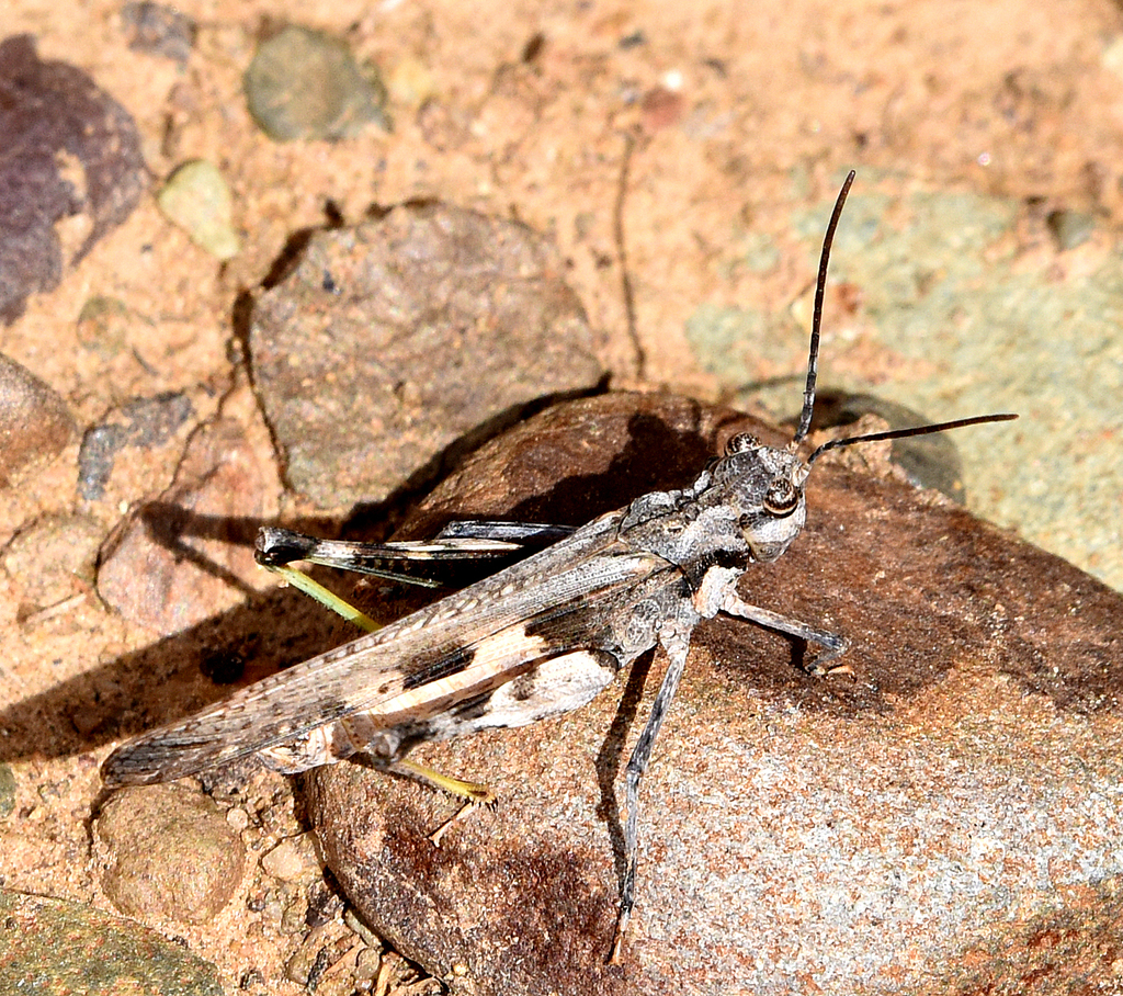 Platte Range Grasshopper (Bugs of Cheyenne Mountain State Park ...