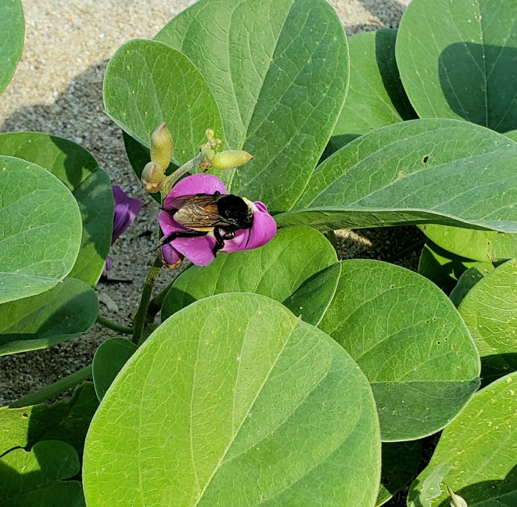 Eulaema polychroma from Nayarit, MX on November 14, 2020 at 01:50 PM by ...