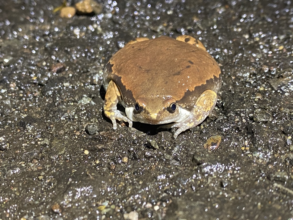 Sheep Frog from Vía 601, Abangares, Guanacaste, CR on November 10, 2020 ...