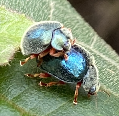 Genus Poria · iNaturalist