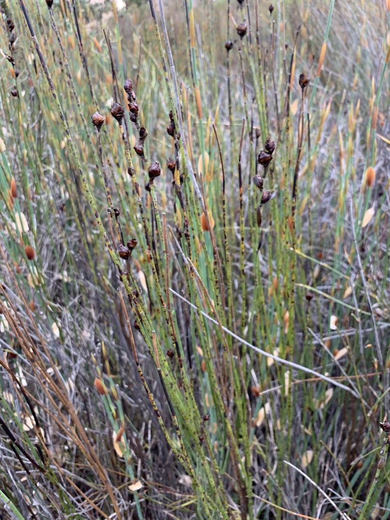 Elephant Reed from WC, ZA on November 14, 2020 at 03:27 PM by Dave ...