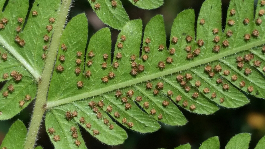 Christella hispidula (Florianopolis - Top 200 species - Most ...