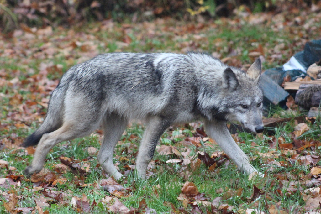 Eastern Wolf (Canis lycaon) - Know Your Mammals