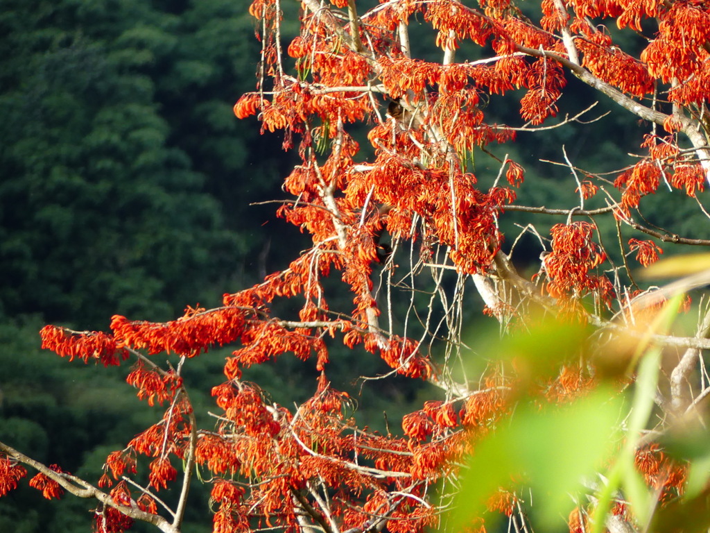 Coral trees from Paucartambo Province, Peru on July 13, 2019 at 08:37 ...