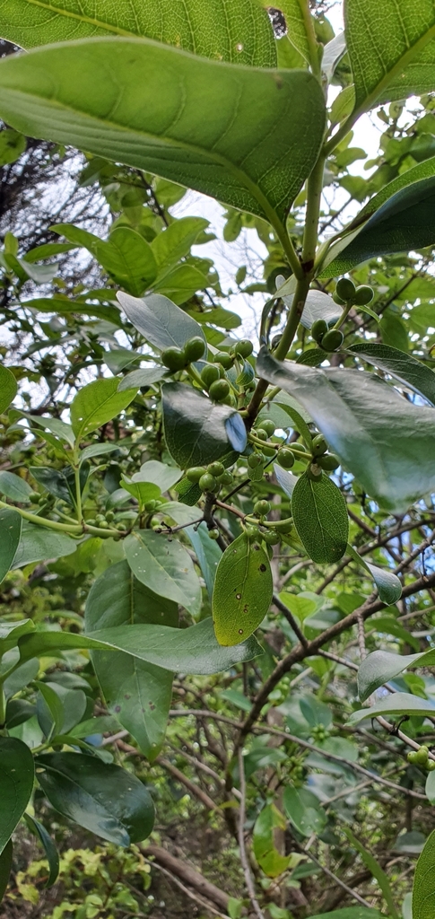 Shining Karamu from Bruce Harvey Drive/Shakespear Regional Park, Army ...