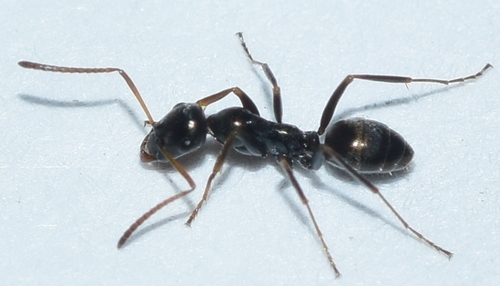 Genus Proformica · iNaturalist United Kingdom