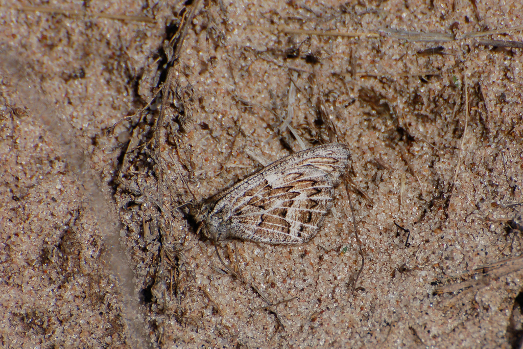 Ridings' Satyr from Garden County, NE, USA on June 6, 2008 at 12:18 PM ...