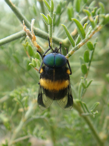 Scaptia varia · iNaturalist