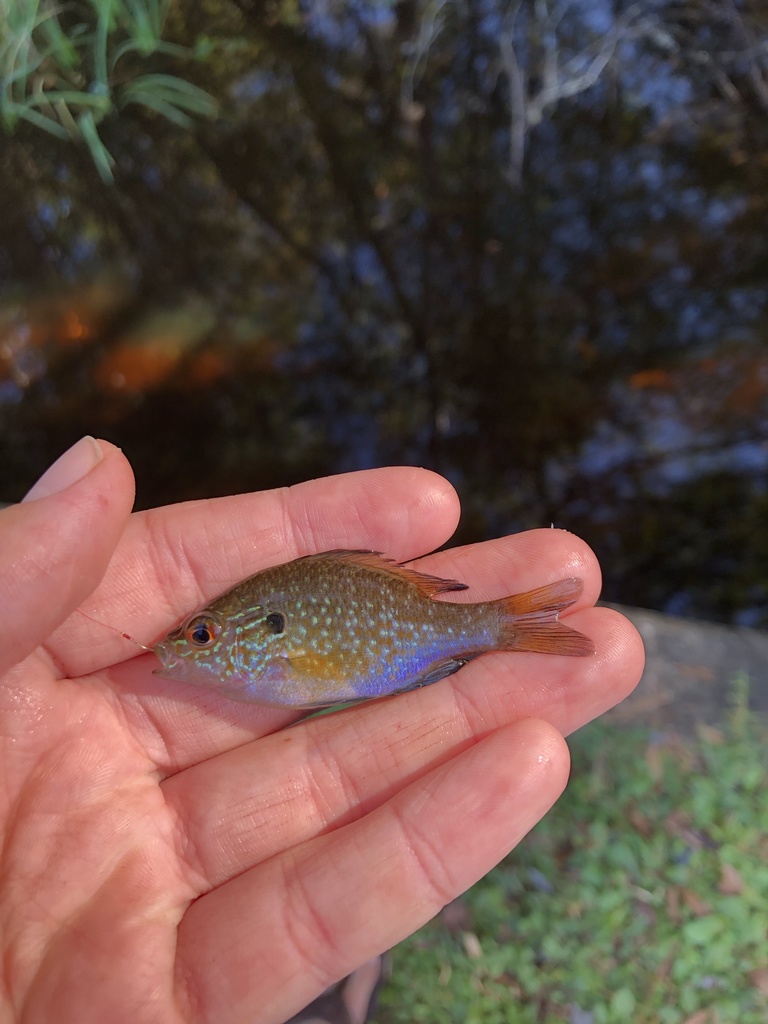 Dollar Sunfish from Chiefland, FL, US on November 14, 2020 at 02:15 PM ...