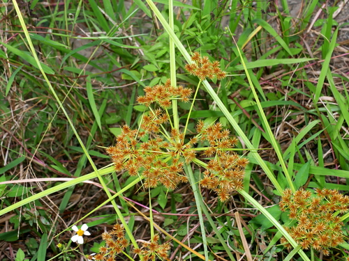 Cyperus compactus · iNaturalist Mexico