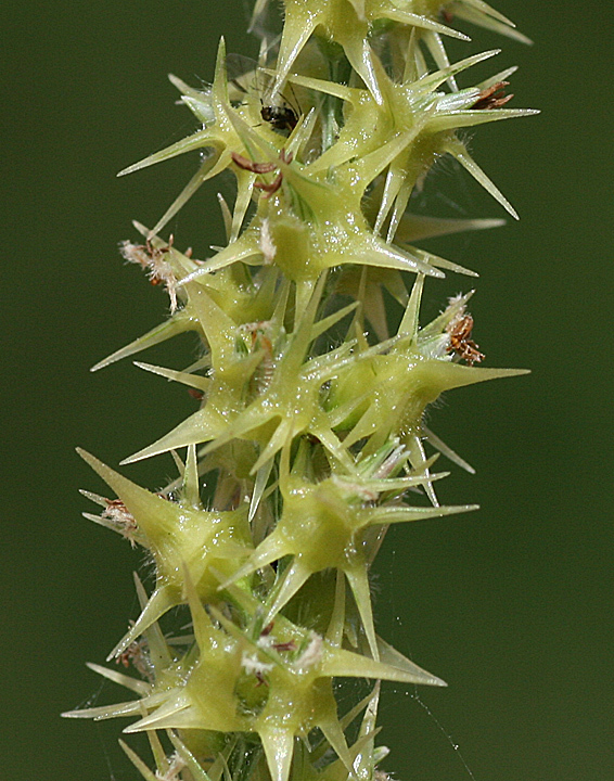 coastal sandbur (Plants of Lake Arrowhead State Park, TX) · iNaturalist