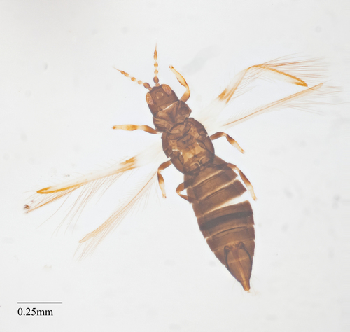 Mosquita relámpago (Caliothrips marginipennis)