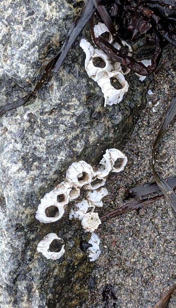 Balanidae from Richmond County, NS, Canada on July 24, 2020 at 09:42 AM ...