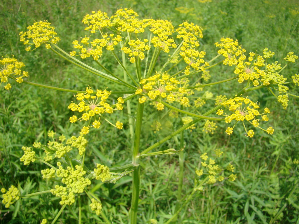 Wild Parsnip (Invasive and Exotic Plants of Floracliff Nature Sanctuary ...