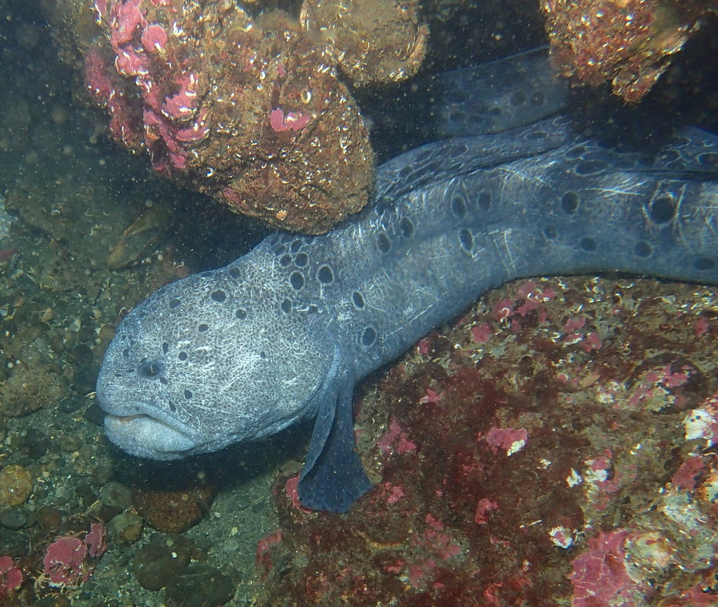 Wolf Eel from Sunrise Reef on November 14, 2020 at 01:52 PM by Sara ...