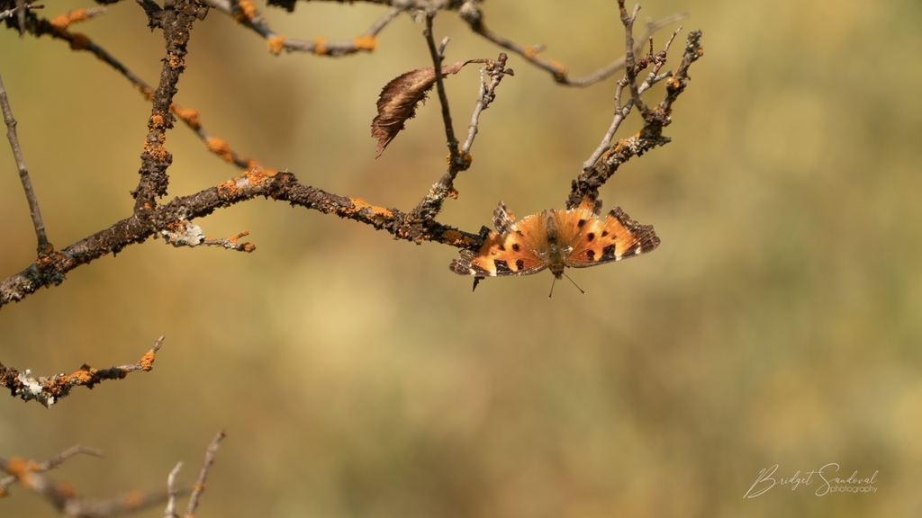 California Tortoiseshell from Ashton, ID 83420, USA on September 23 ...
