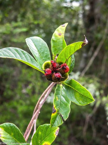 Tetracera rutenbergii · iNaturalist