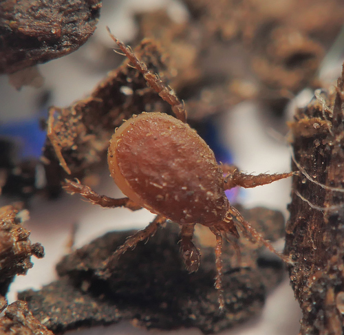 Genus Macrocheles · iNaturalist