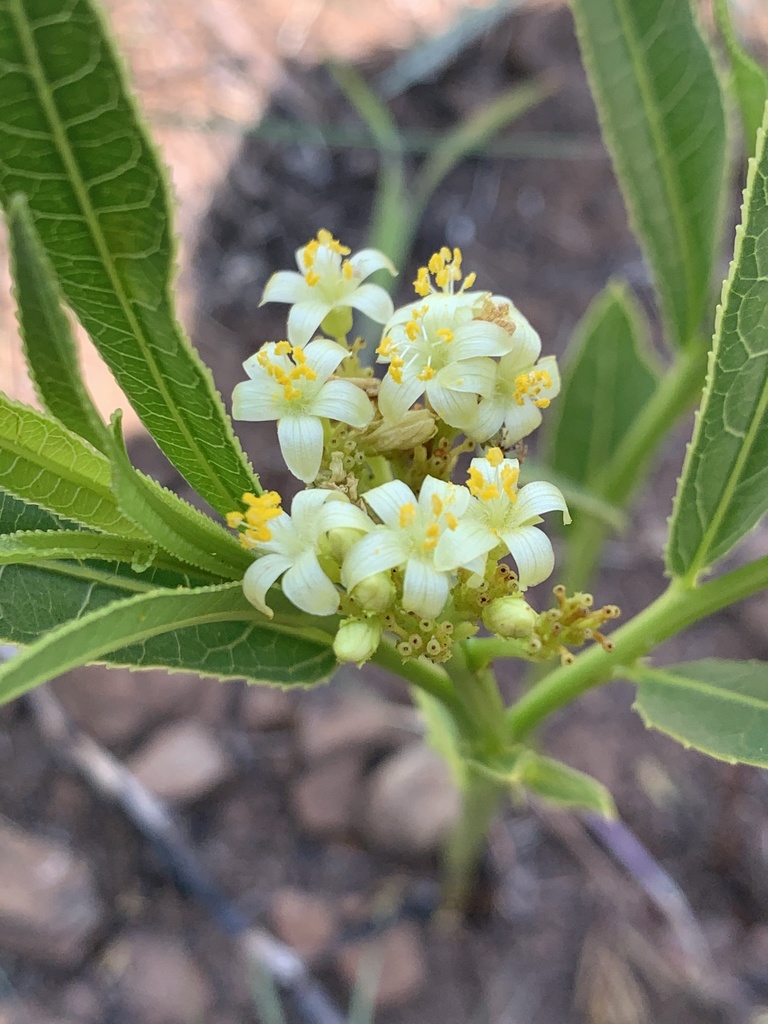 (Jatropha latifolia angustata) - Botanical Realm