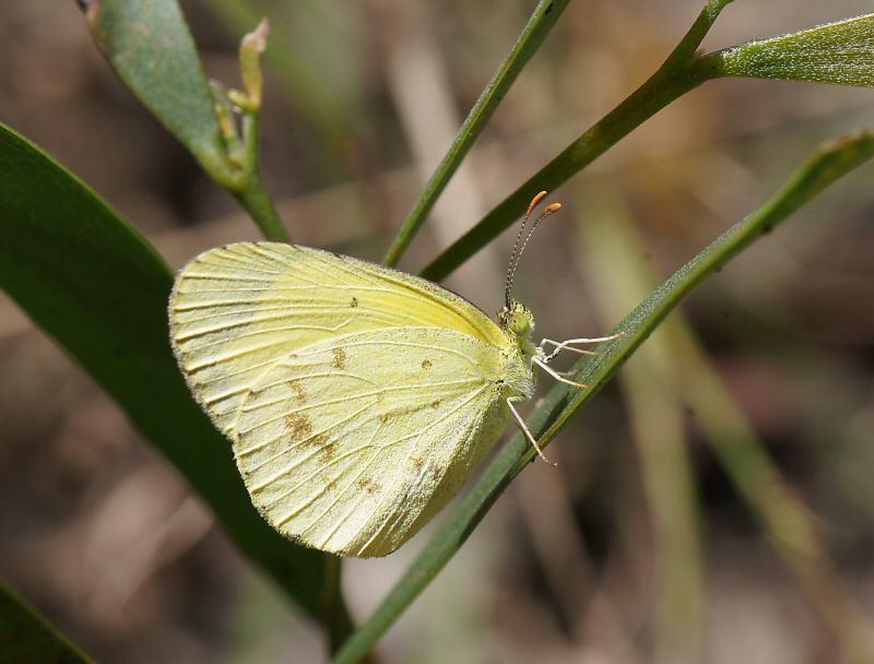 Small Grass-yellow from Nandi QLD 4405, Australia on April 8, 2011 at ...
