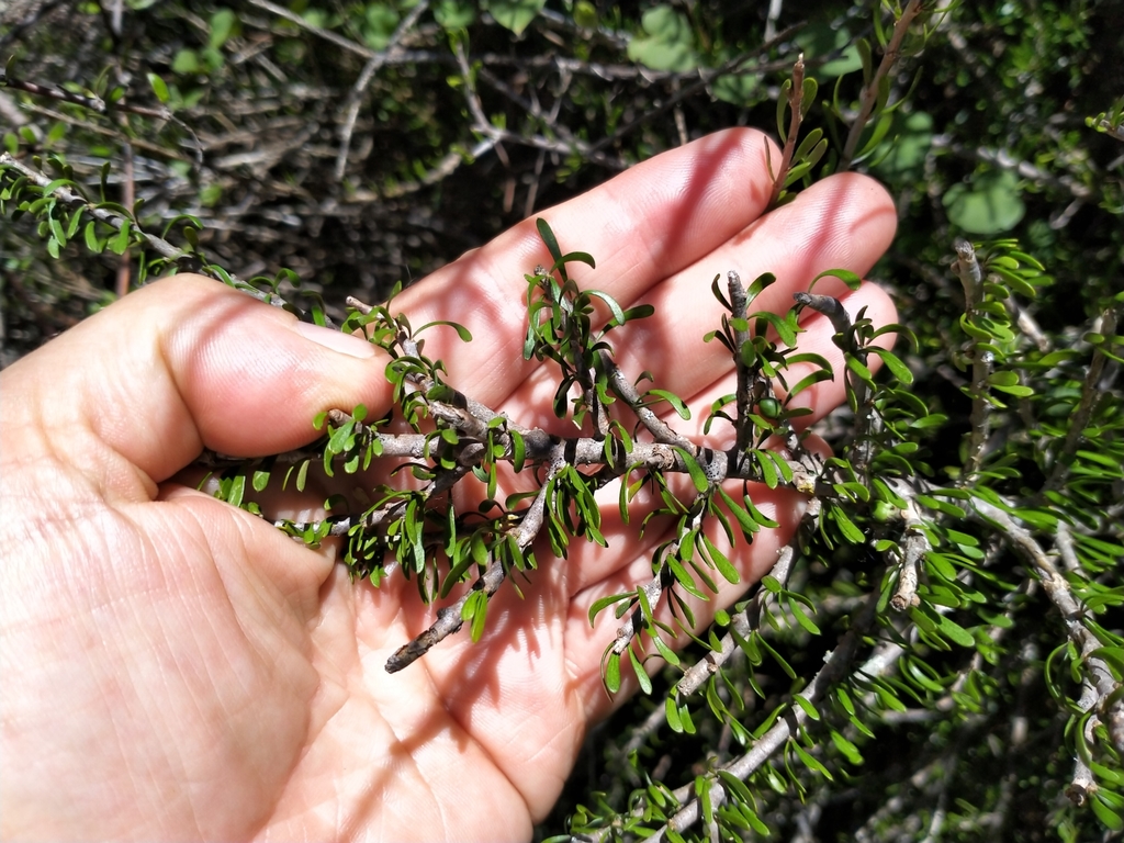 Thick Leaved Porcupine Plant in November 2020 by John Barkla. A fine ...