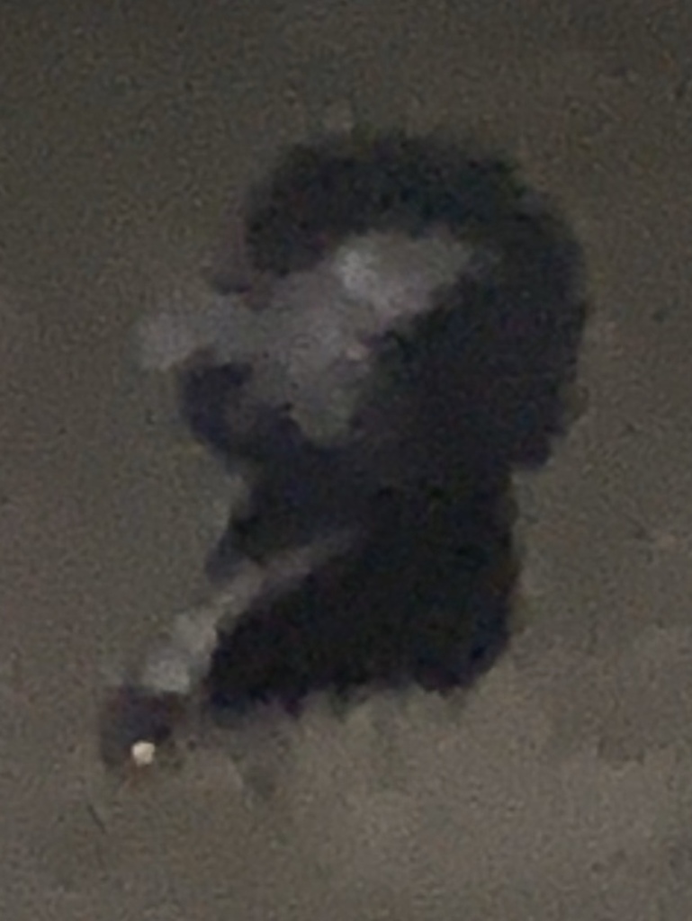 Striped Skunk from Rosedown Dr, Corpus Christi, TX, US on November 15 ...