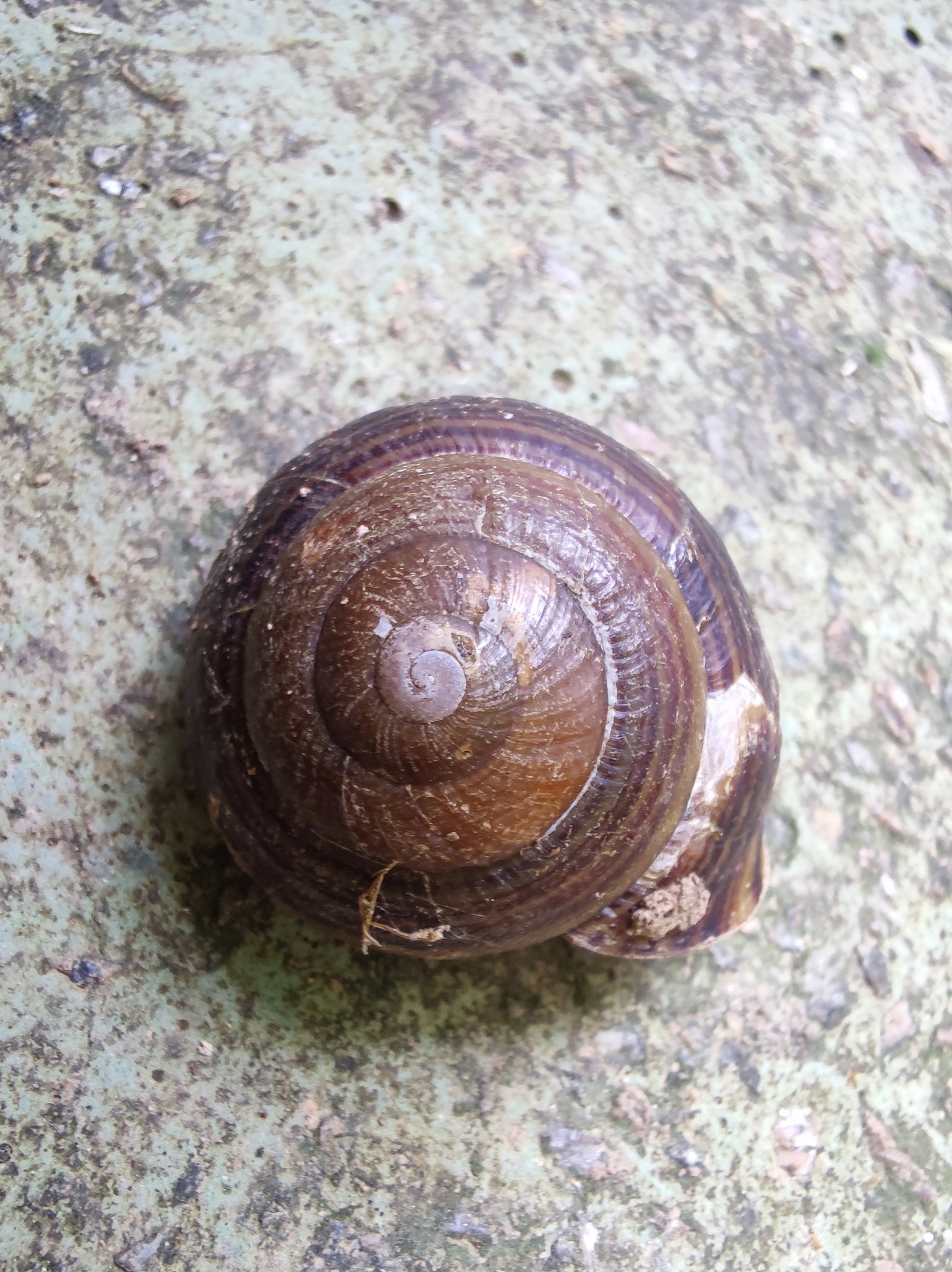 Camaena hainanensis (H.Adams, 1870)