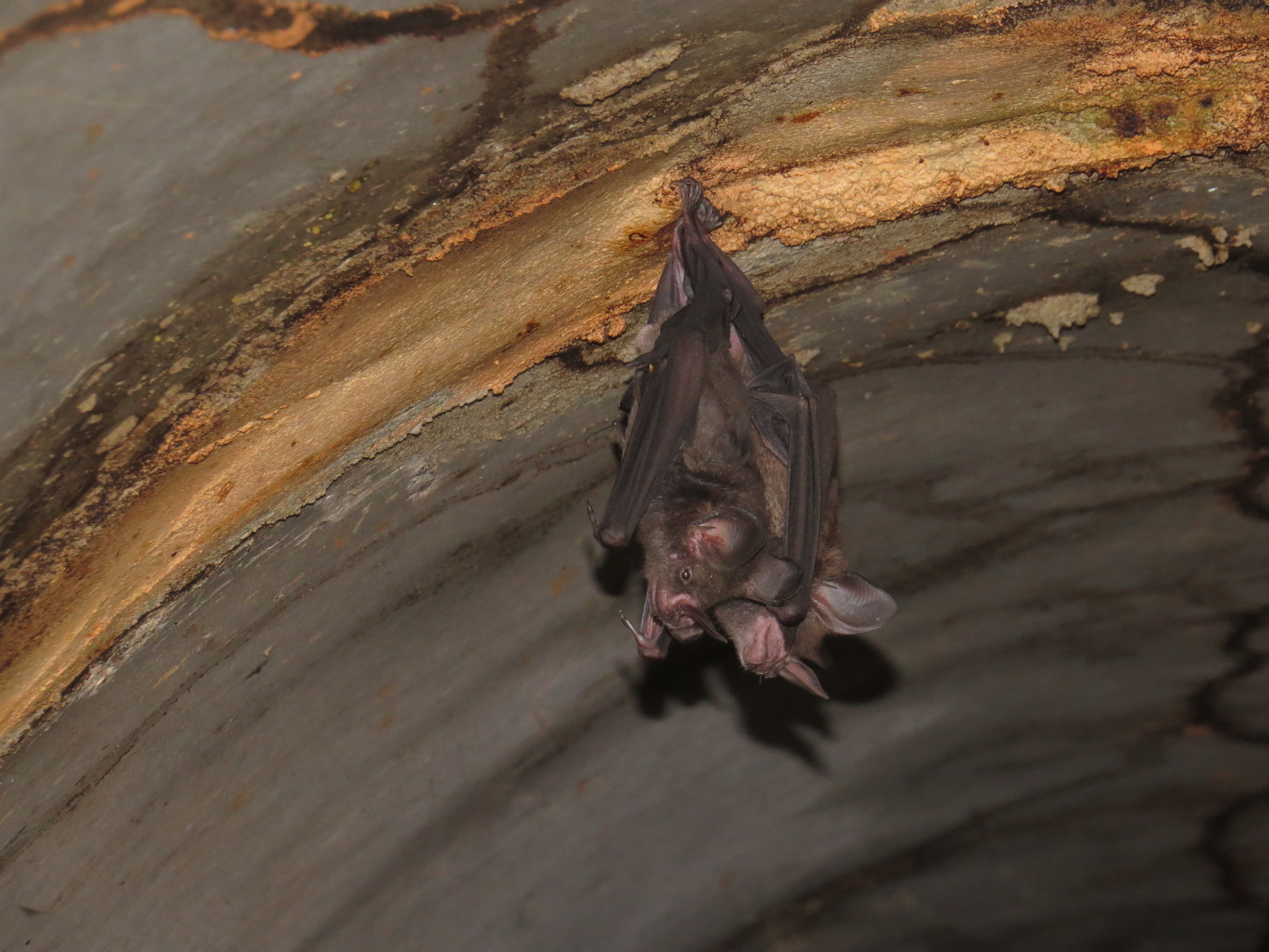 Phyllostomus latifolius (Thomas, 1901)