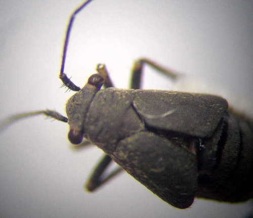 Anapus rugicollis · iNaturalist