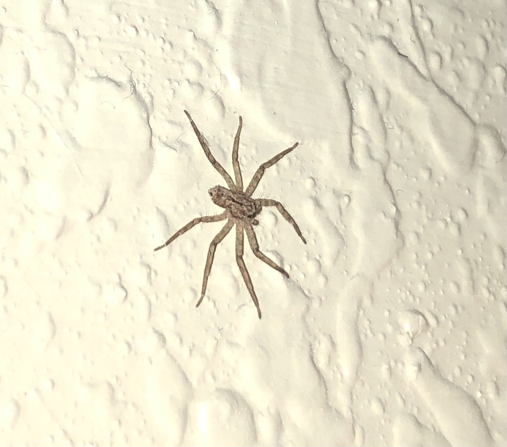 Selenops submaculosus from Brighton Bay Blvd NE, Saint Petersburg, FL ...