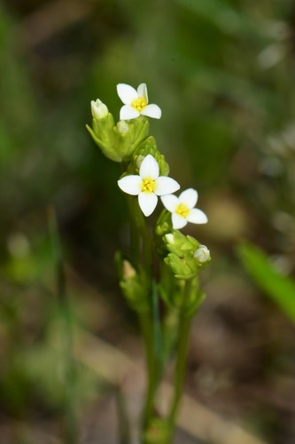 Sebaea albidiflora · iNaturalist Ecuador