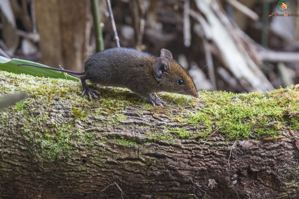 Shrew Gymnure (Neotetracus sinensis) - Know Your Mammals