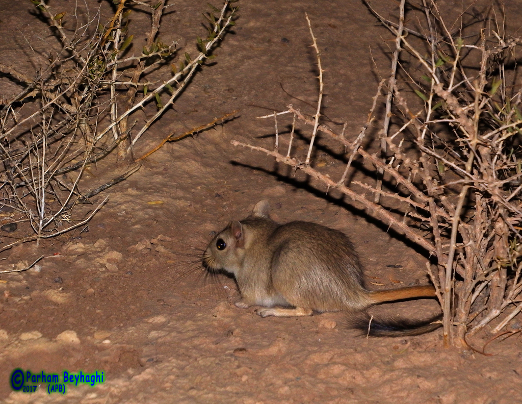 Libyan Jird from Alborz Province, Iran on August 31, 2017 at 09:12 PM ...