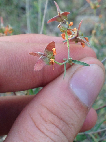 Slender Janusia (Janusia gracilis) · iNaturalist