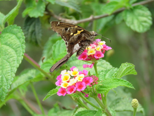 Observaciones de carla_padilla · iNaturalist Mexico