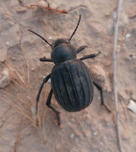 Pimelia canescens · iNaturalist