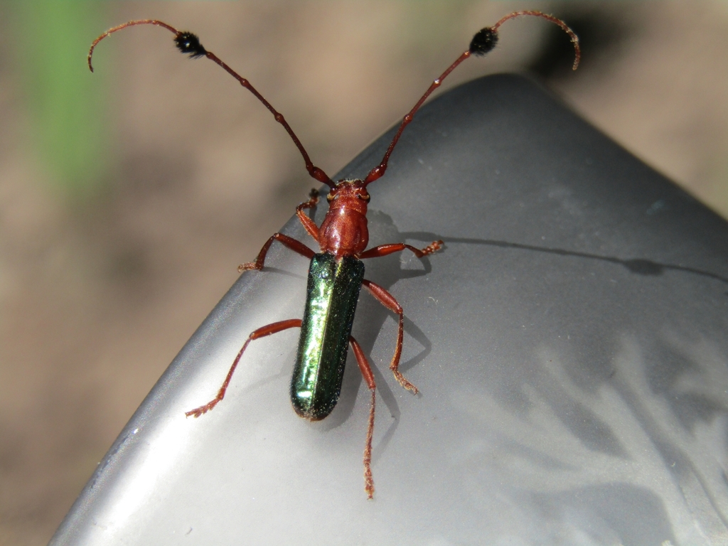 Compsocerus violaceus (Florianopolis - Insects, no Lepidoptera ...