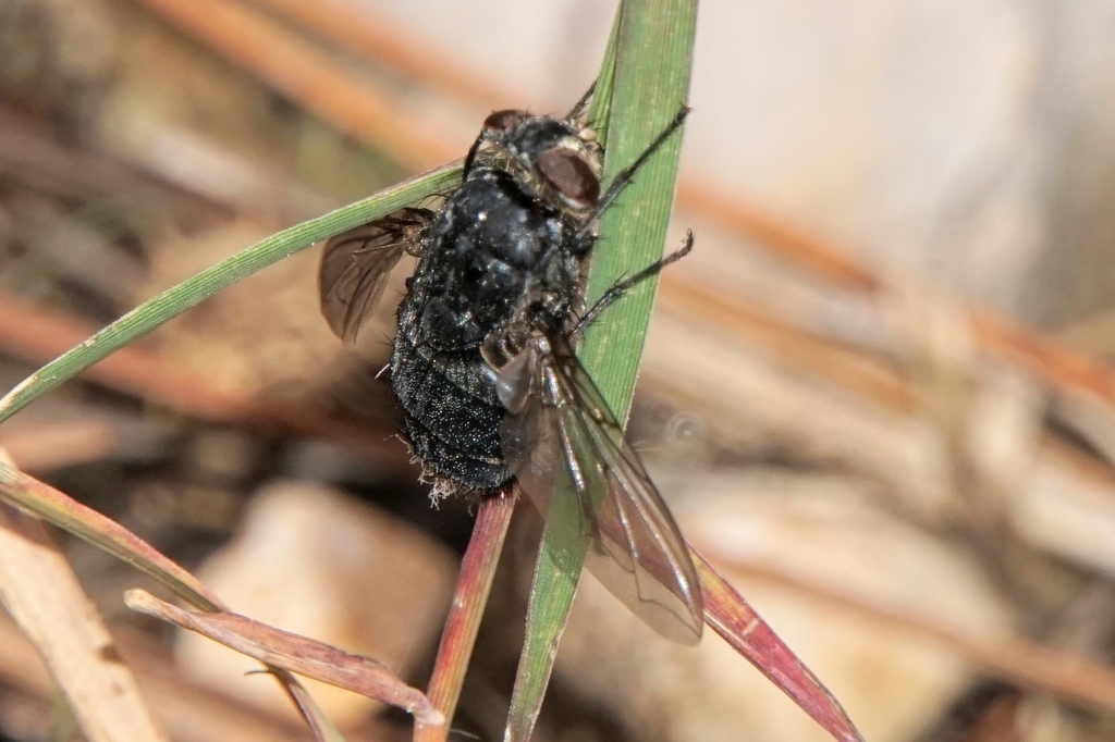 Bot Flies, Blow Flies, and Allies from Solin, Hrvatska on November 15 ...