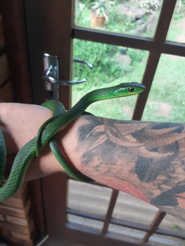 Eastern Green Snake (Philothamnus natalensis) - Snakes and Lizards