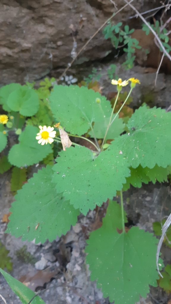 Perityle grandifolia in November 2020 by J. Fernando Pío León · iNaturalist