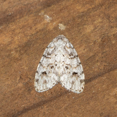 Clemensia ochreata · iNaturalist