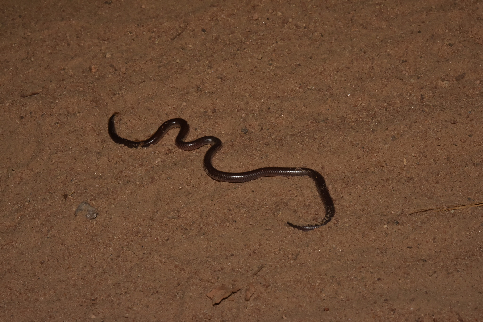 Rena humilis humilis