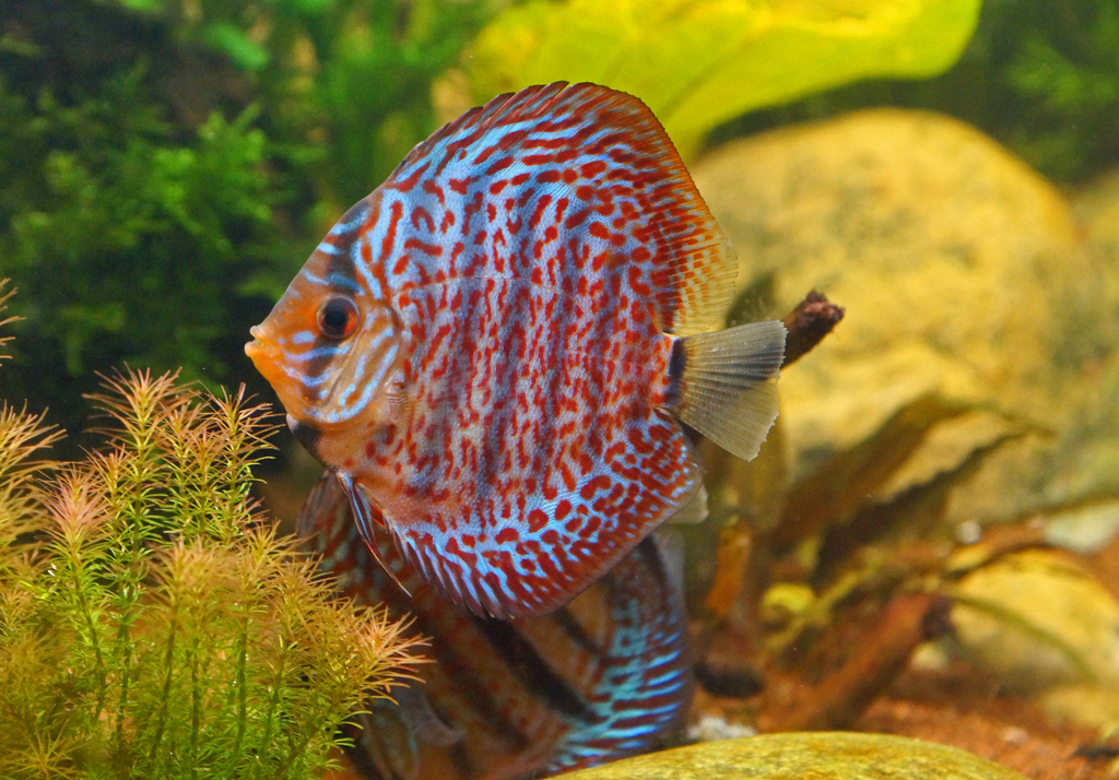 Red Discus (Symphysodon discus) - Marine Life Identification