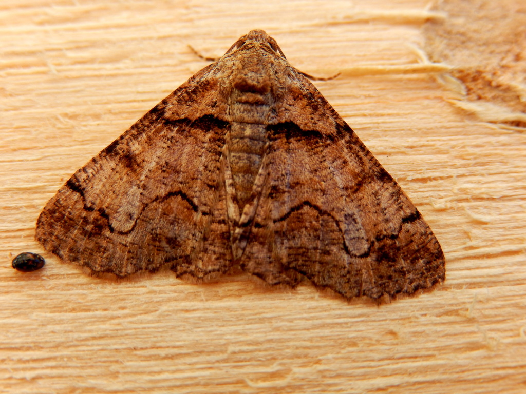 Ennominae from Sydney NSW, Australia on November 15, 2020 at 06:34 AM ...